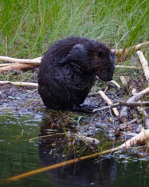 Home - Beaver Deceivers