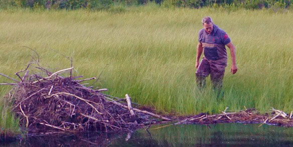 Beaver Deceivers | Wetland Management and Protection
