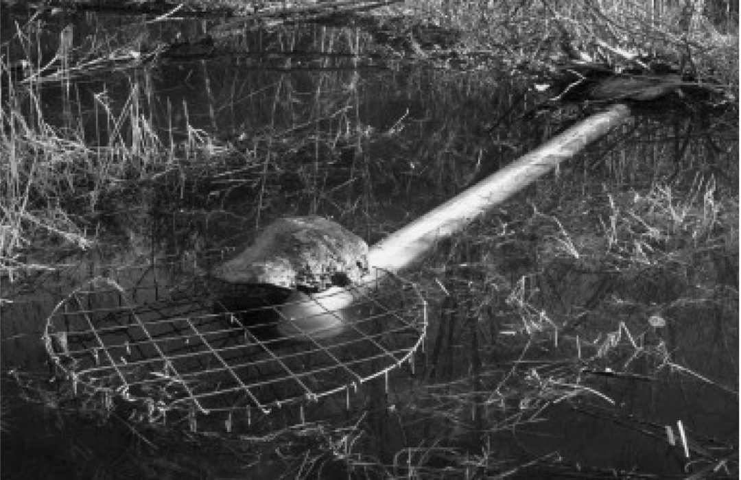 About Skip - Beaver Deceivers