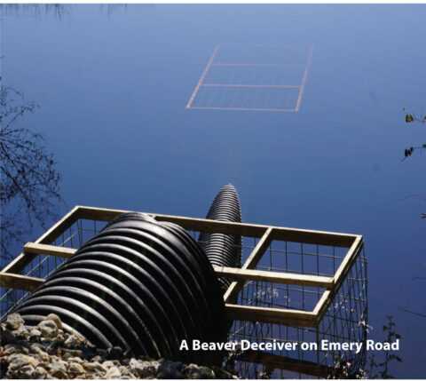 Culverts are Beaver Magnets - Beaver Deceivers